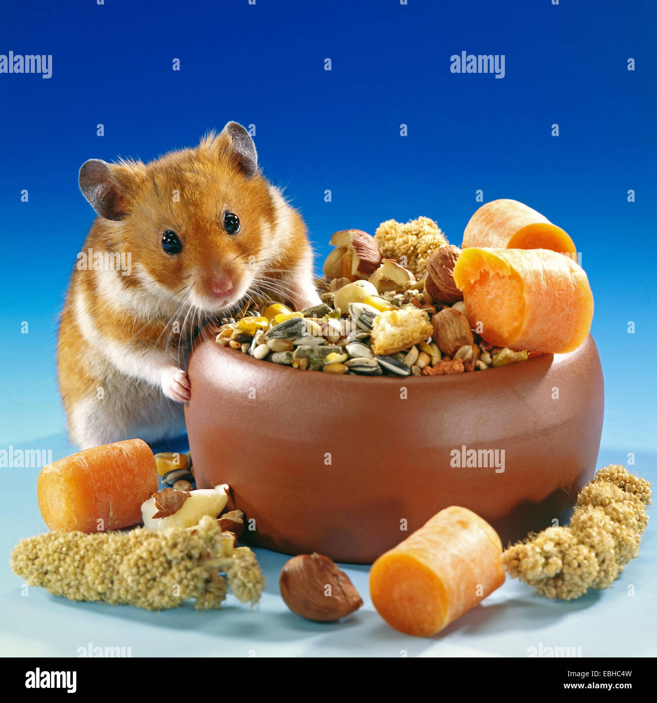 golden hamster (Mesocricetus auratus), at a feeding bowl with hamster ...