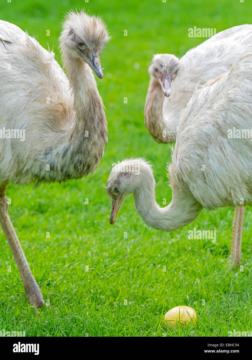 greater rhea (Rhea americana), three rheas with an egg layed a moment ...