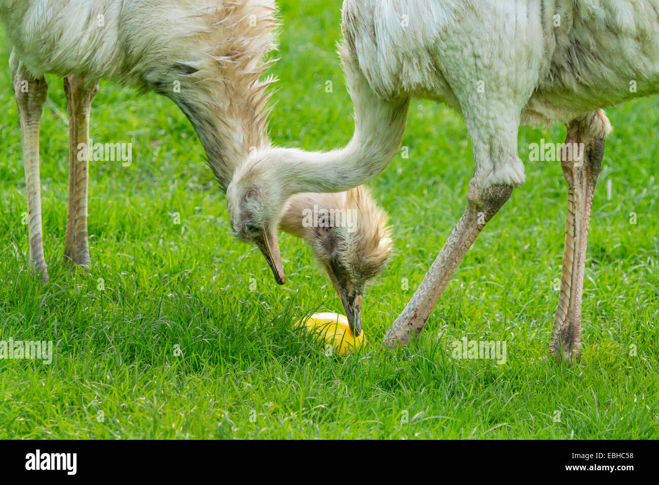 greater rhea (Rhea americana), pair with an egg layed a moment ago ...