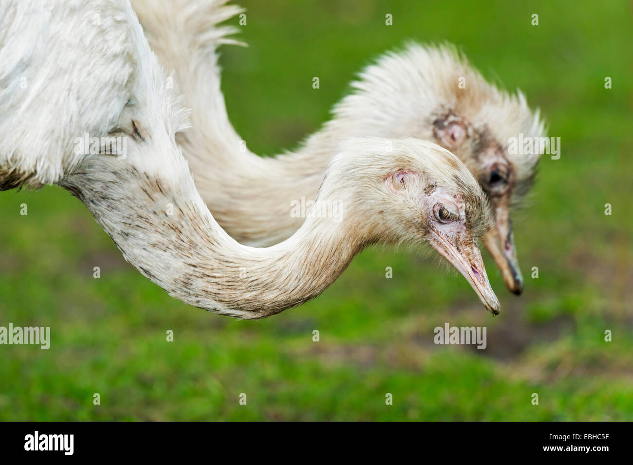 greater rhea (Rhea americana), rhea pair on the feed Stock Photo - Alamy
