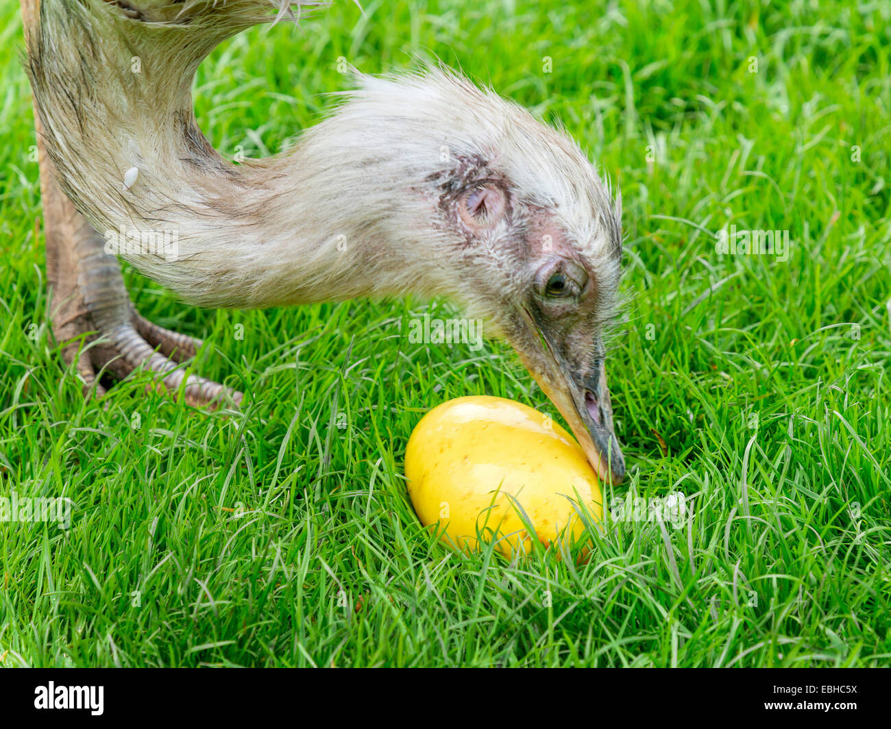greater rhea (Rhea americana), female with egg layed just a moment ago ...