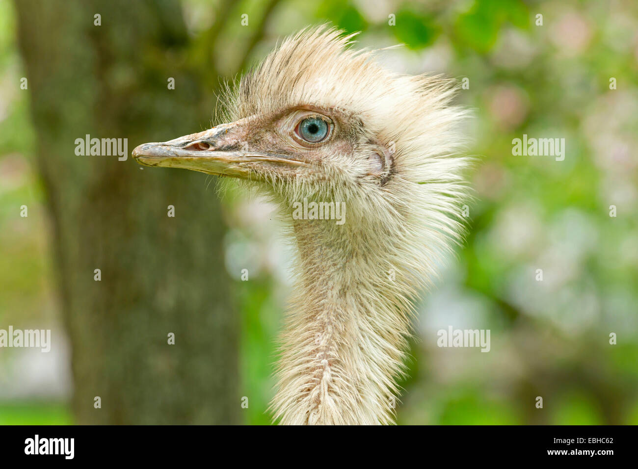 greater rhea (Rhea americana), portrait in profile Stock Photo - Alamy