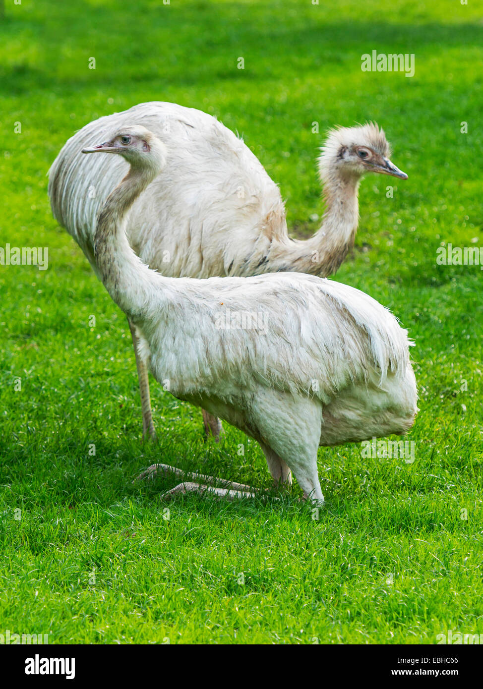 greater rhea (Rhea americana), rhea laying an egg Stock Photo - Alamy