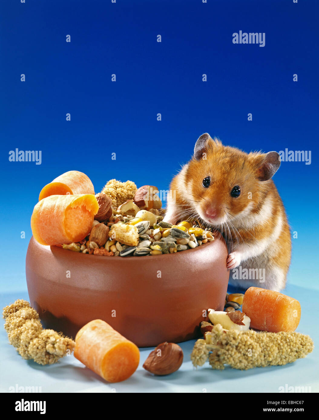 golden hamster (Mesocricetus auratus), at a feeding bowl with hamster ...
