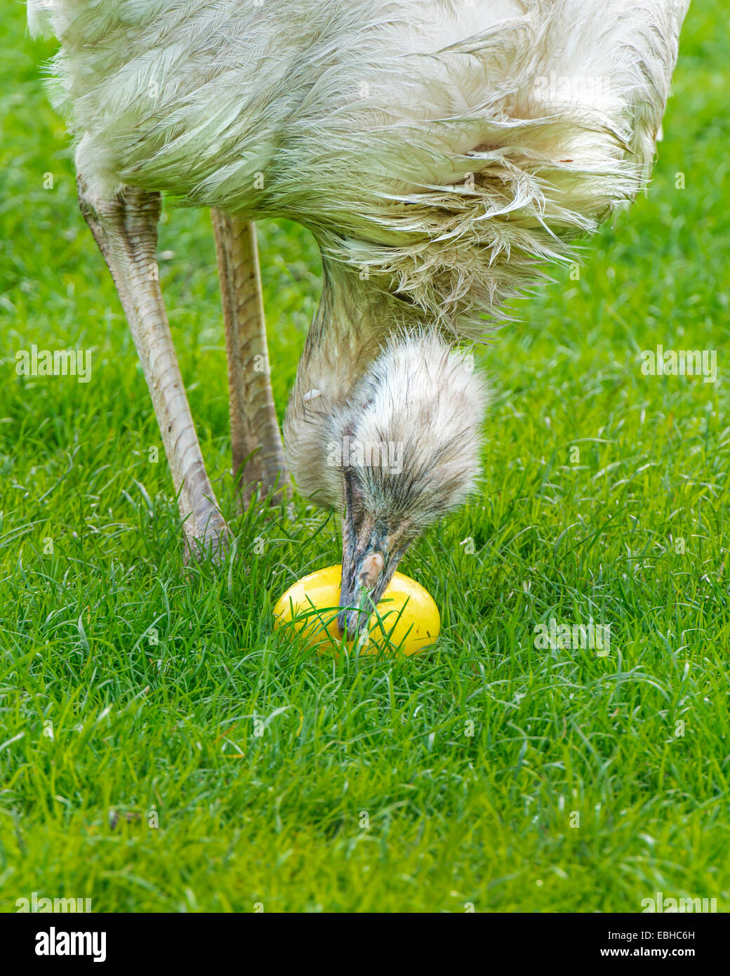 greater rhea (Rhea americana), female with egg layed just a moment ago ...