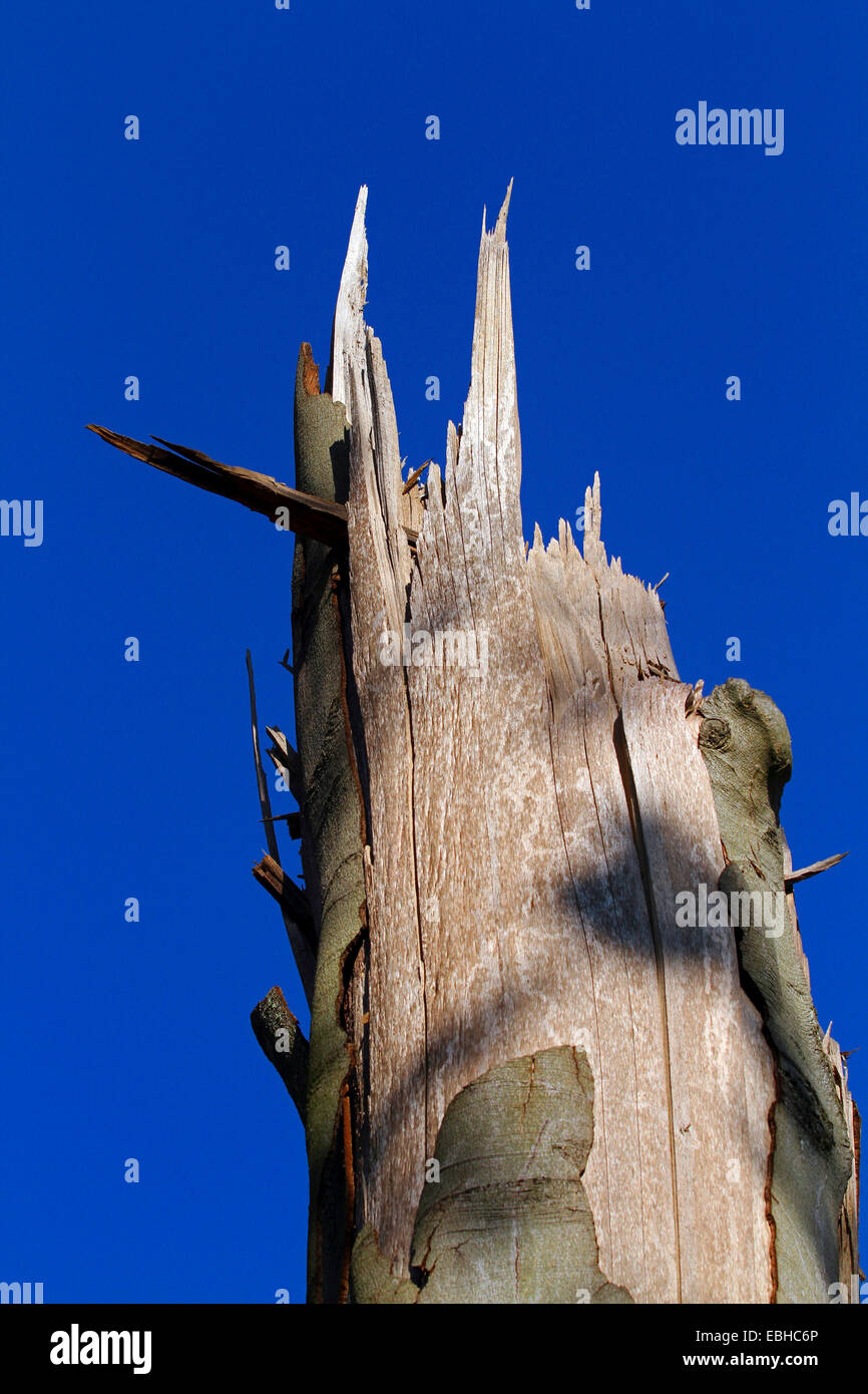 Broken tree trunk hi-res stock photography and images - Alamy