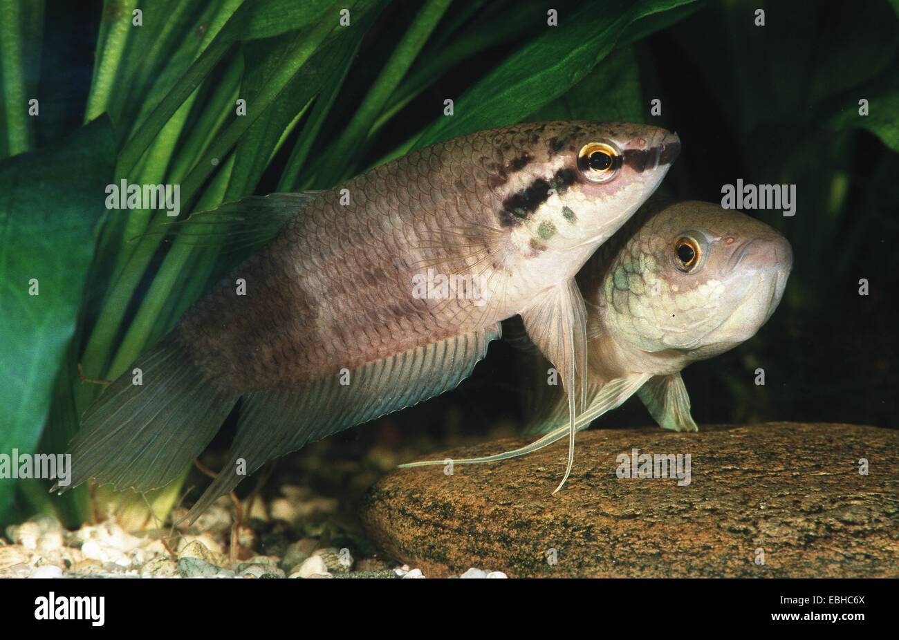 mouthbrooding fighting fish, Penang betta (Betta pugnax Stock Photo - Alamy
