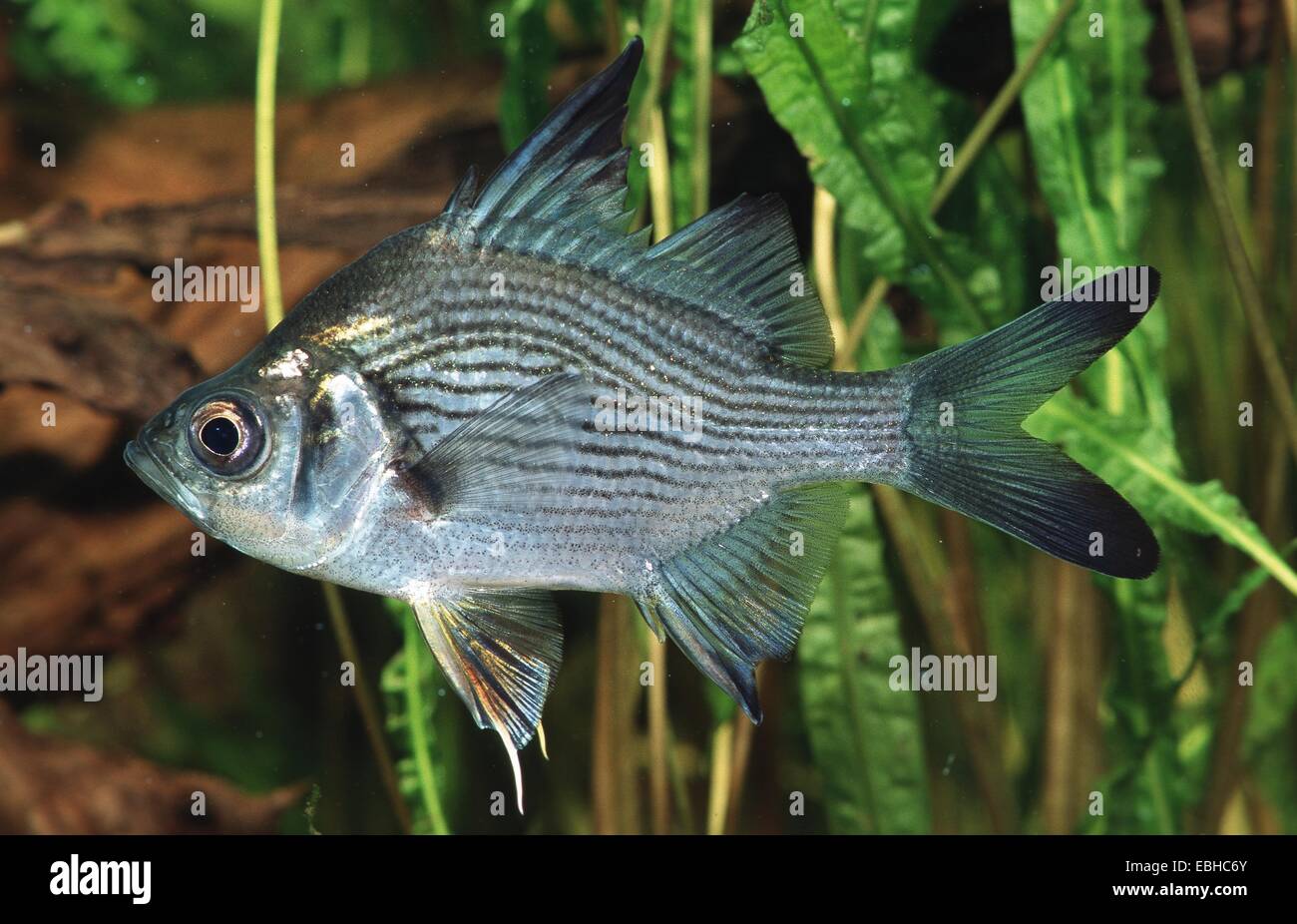 Gulliveri hi-res stock photography and images - Alamy