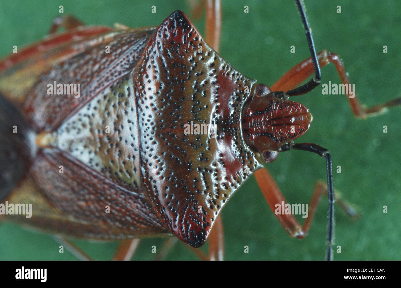 birch bug (Elasmostethus interstinctus Stock Photo - Alamy