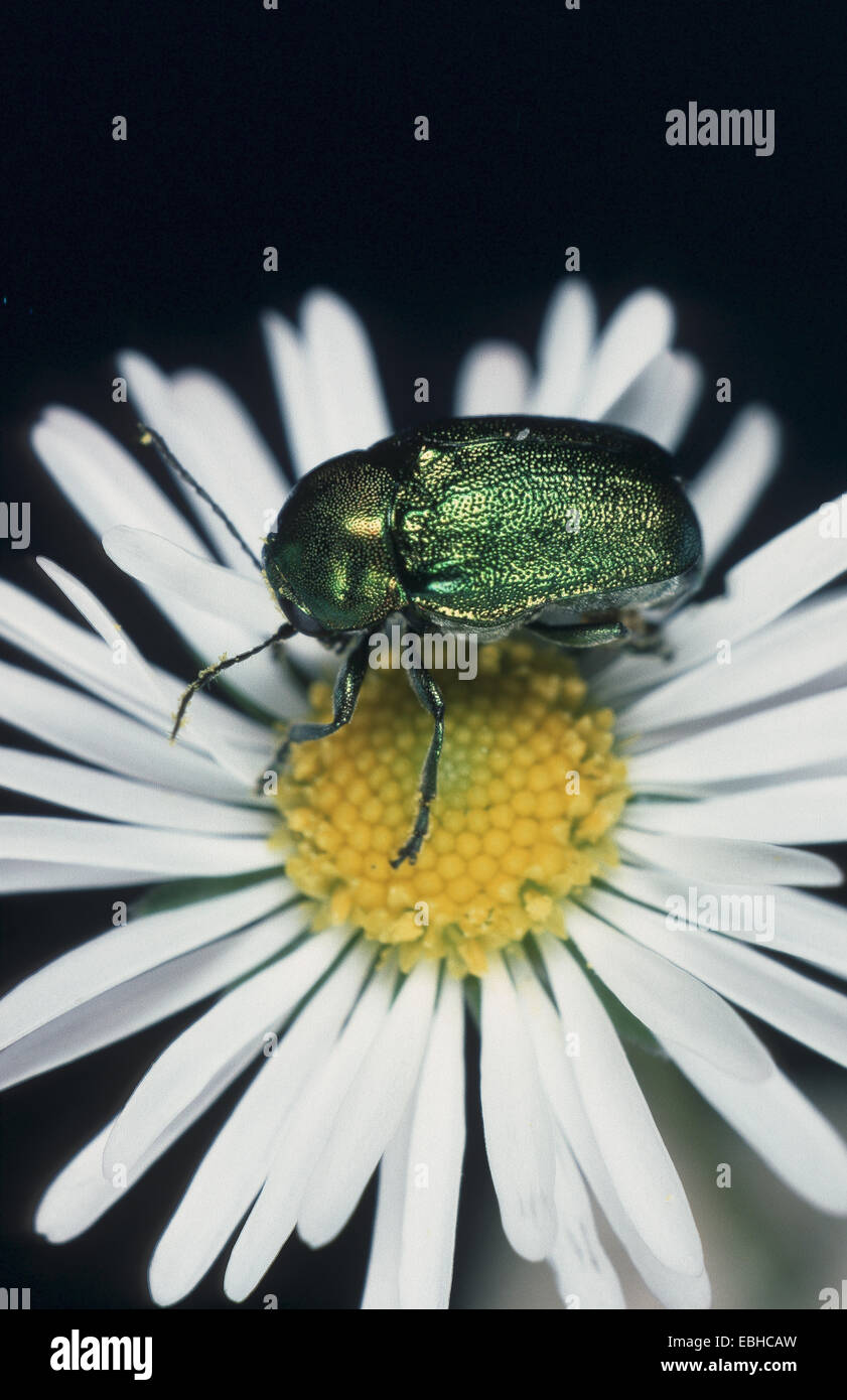 beetle (Cryptocephalus sericeus Stock Photo - Alamy