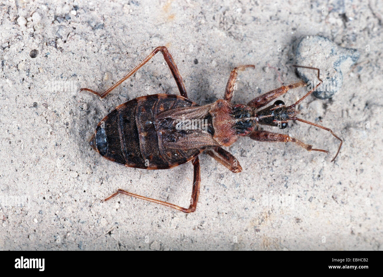 heath assassin bug (Coranus subapterus Stock Photo - Alamy