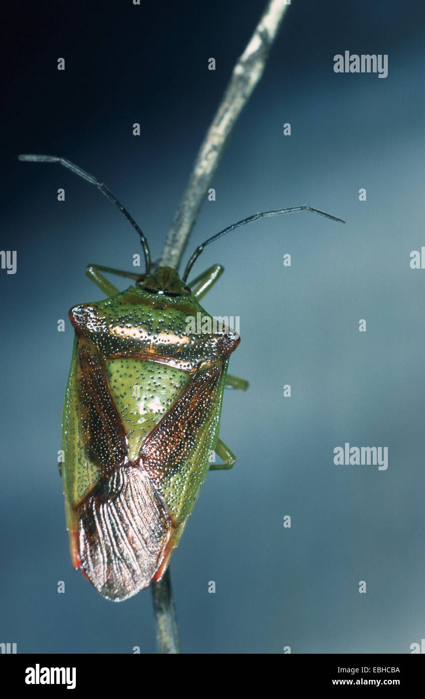 hawthorn shieldbug (Acanthosoma haemorrhoidale Stock Photo - Alamy