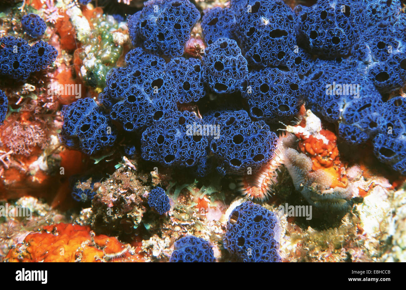tunicate, sea squirt, synascidian Stock Photo - Alamy