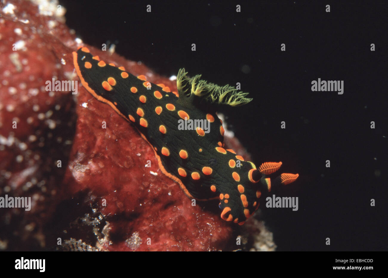 Orange spotted sea slug hi-res stock photography and images - Alamy