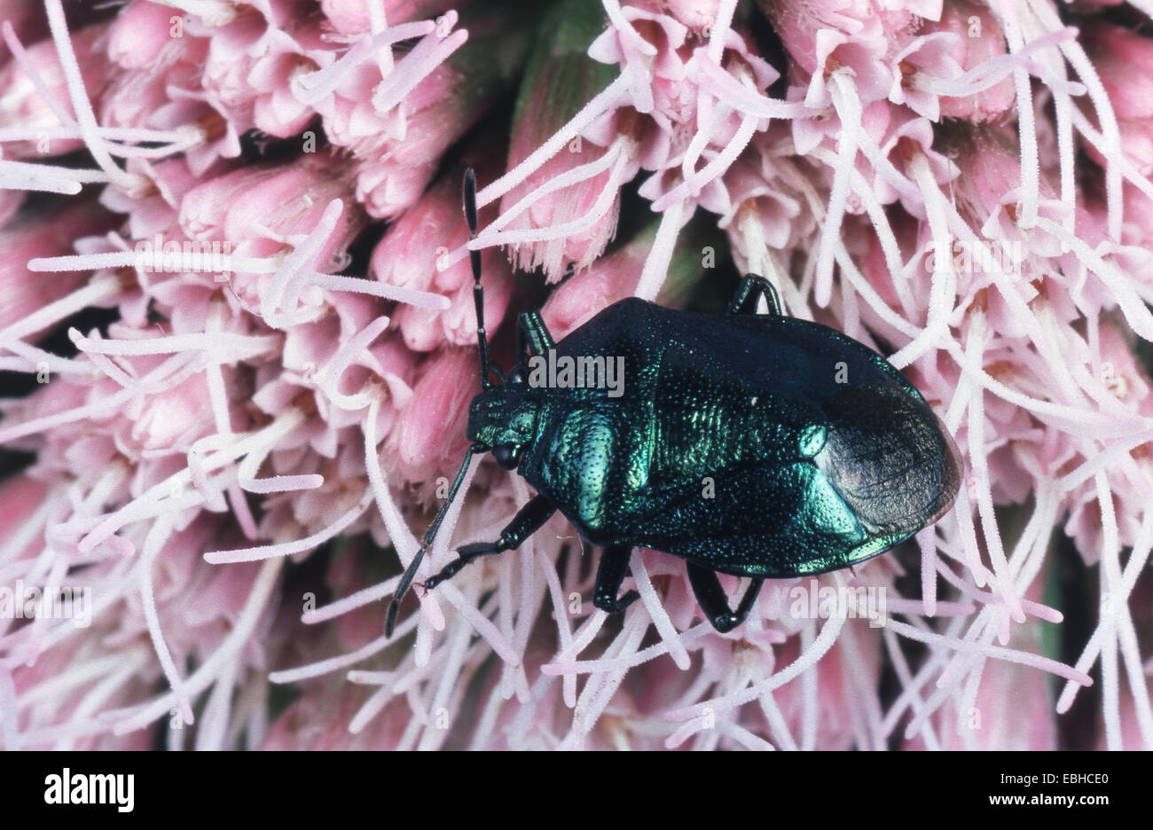 Zicrona coerulea hi-res stock photography and images - Alamy