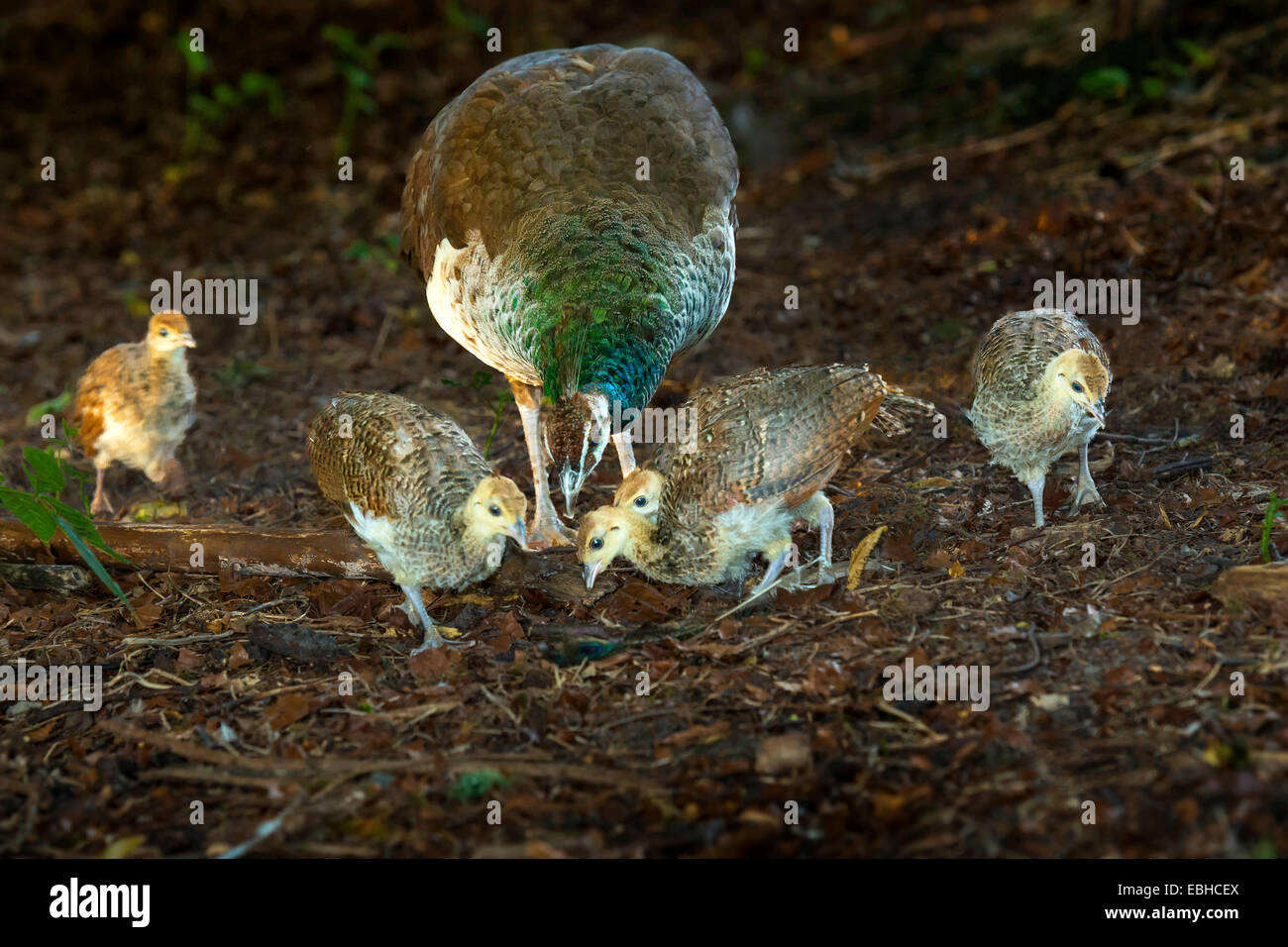 Common peafowl, Indian peafowl, blue peafowl (Pavo cristatus), peahen ...