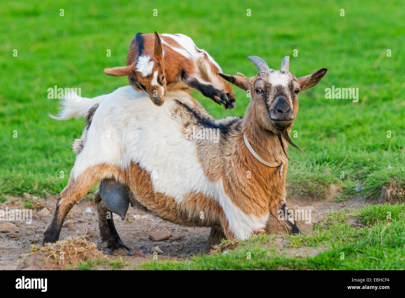 Goat Kid Walking On Ankles at Brodie Puddy blog