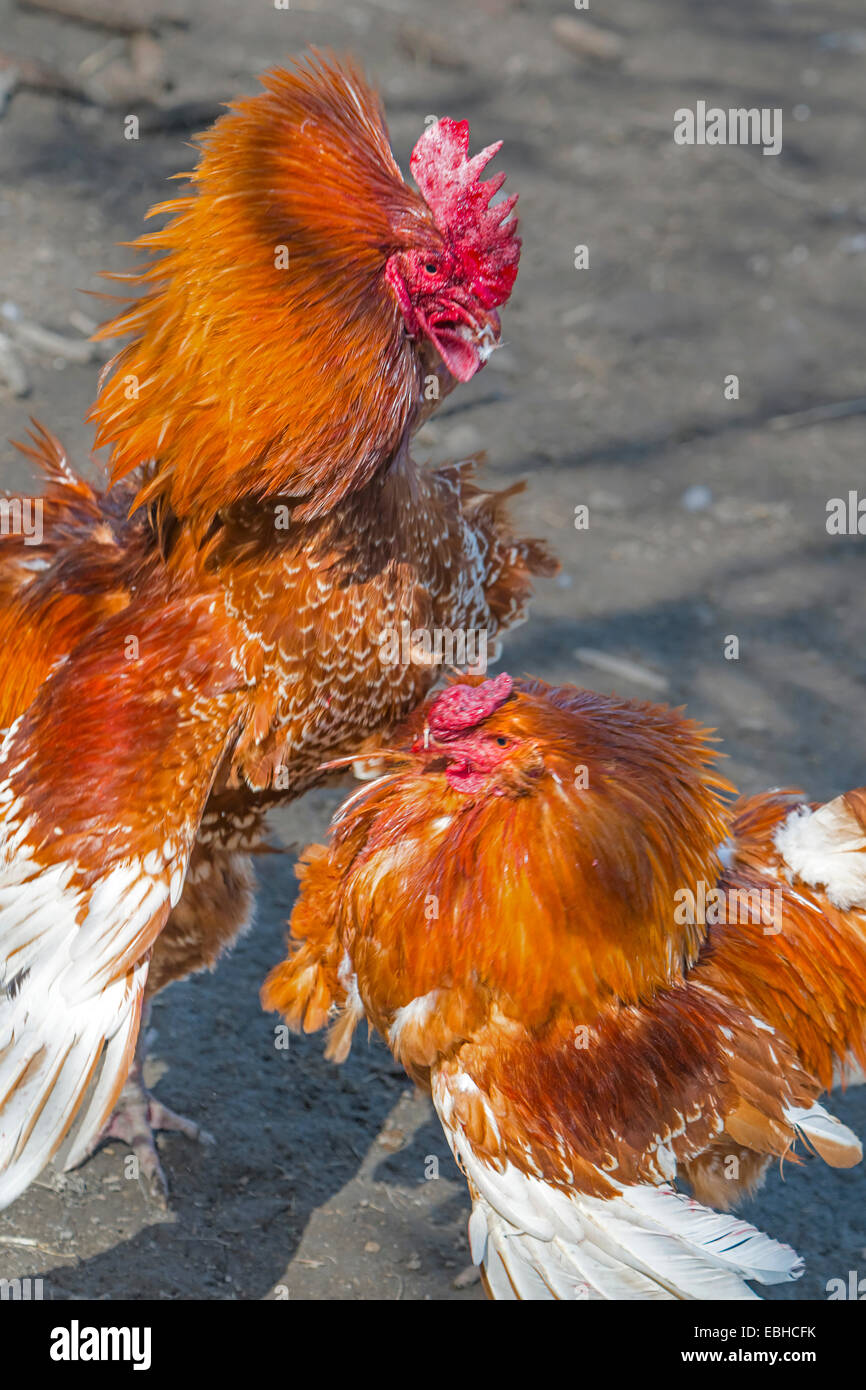 domestic fowl (Gallus gallus f. domestica), two fighting cocks, Germany ...