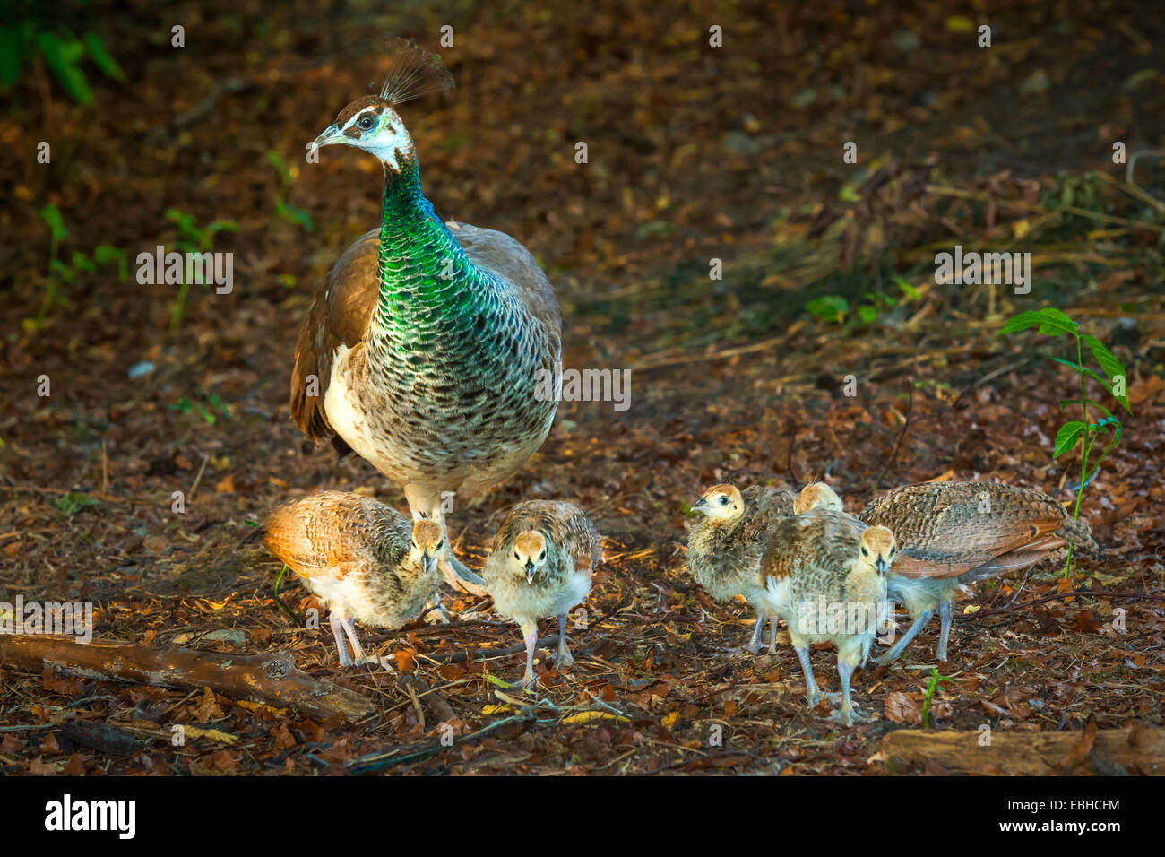 Common peafowl, Indian peafowl, blue peafowl (Pavo cristatus), securing ...