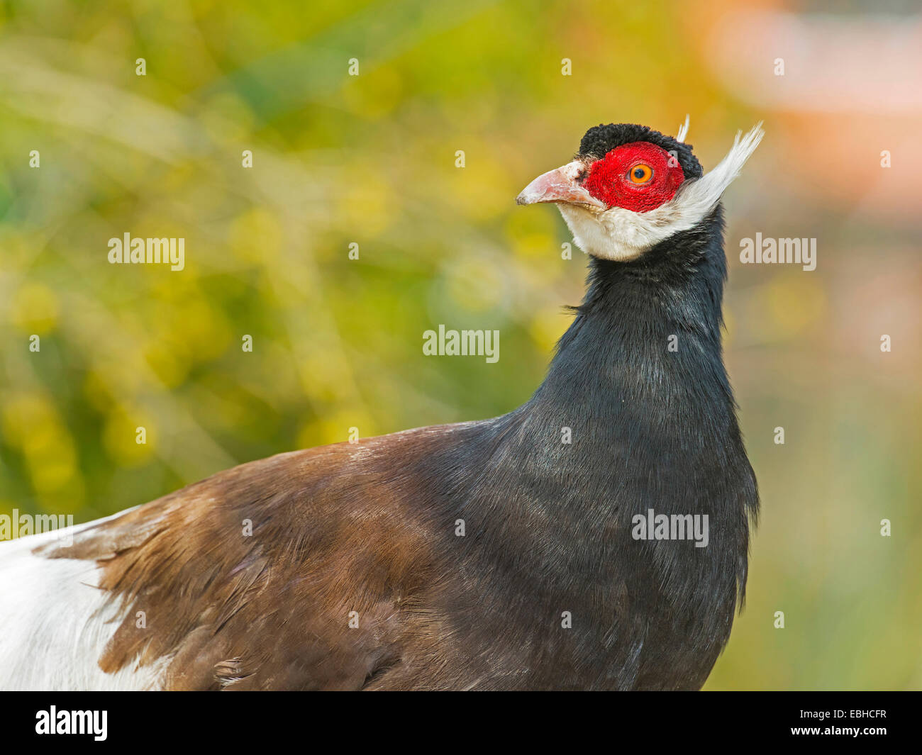 Tibetan eared pheasant (Crossoptilon harmani), portrait Stock Photo - Alamy