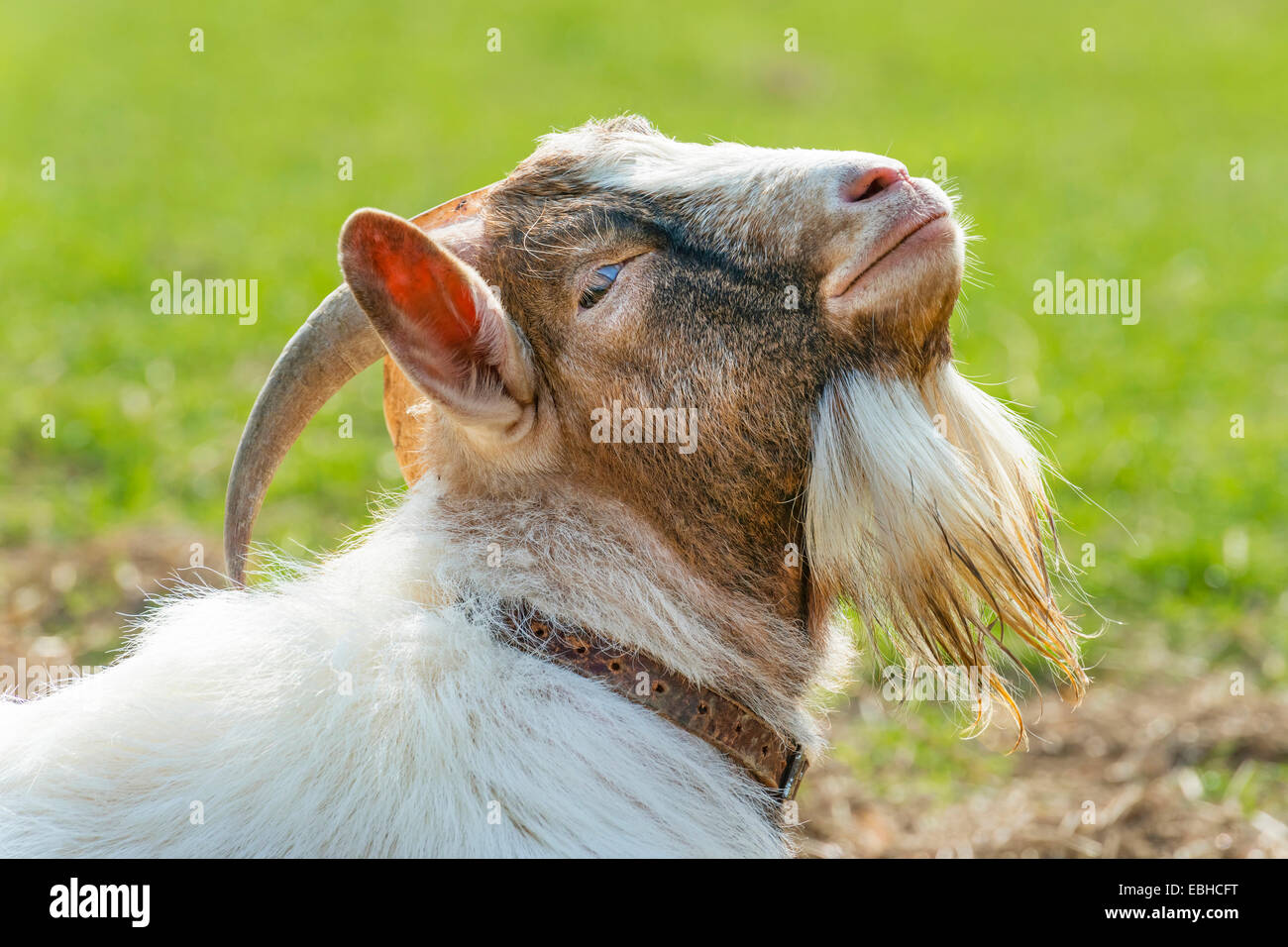 domestic goat (Capra hircus, Capra aegagrus f. hircus), male, portraet ...