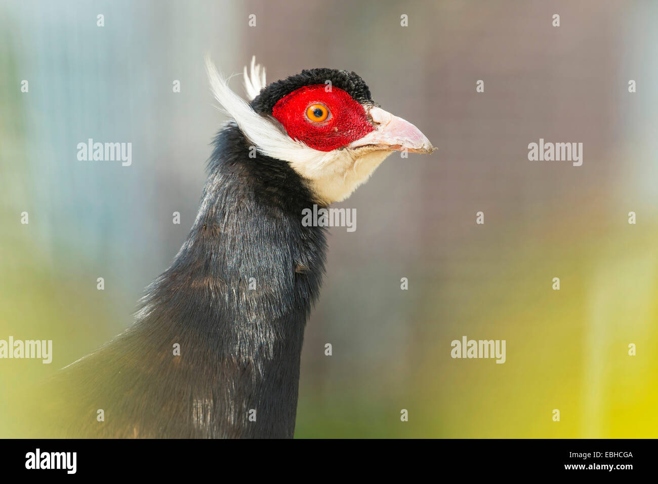 Tibetan eared pheasant (Crossoptilon harmani), portrait Stock Photo - Alamy