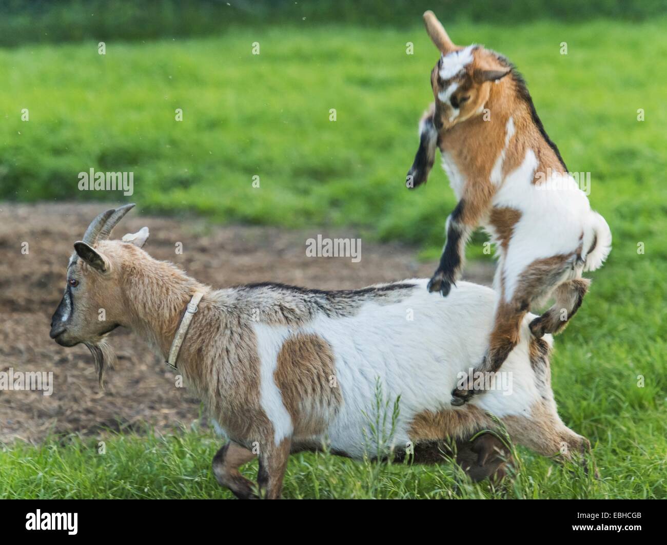 Baby goat jumping hi-res stock photography and images - Alamy