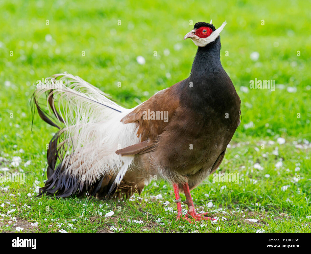 Tibetan eared pheasant (Crossoptilon harmani), male in a meadow ...