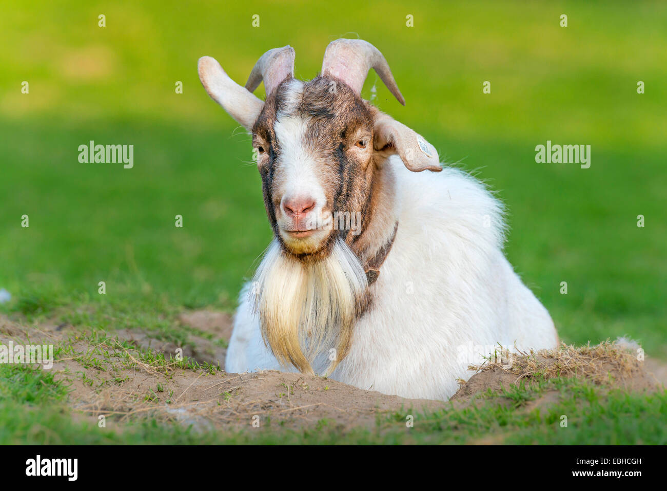domestic goat (Capra hircus, Capra aegagrus f. hircus), buck rests in a ...