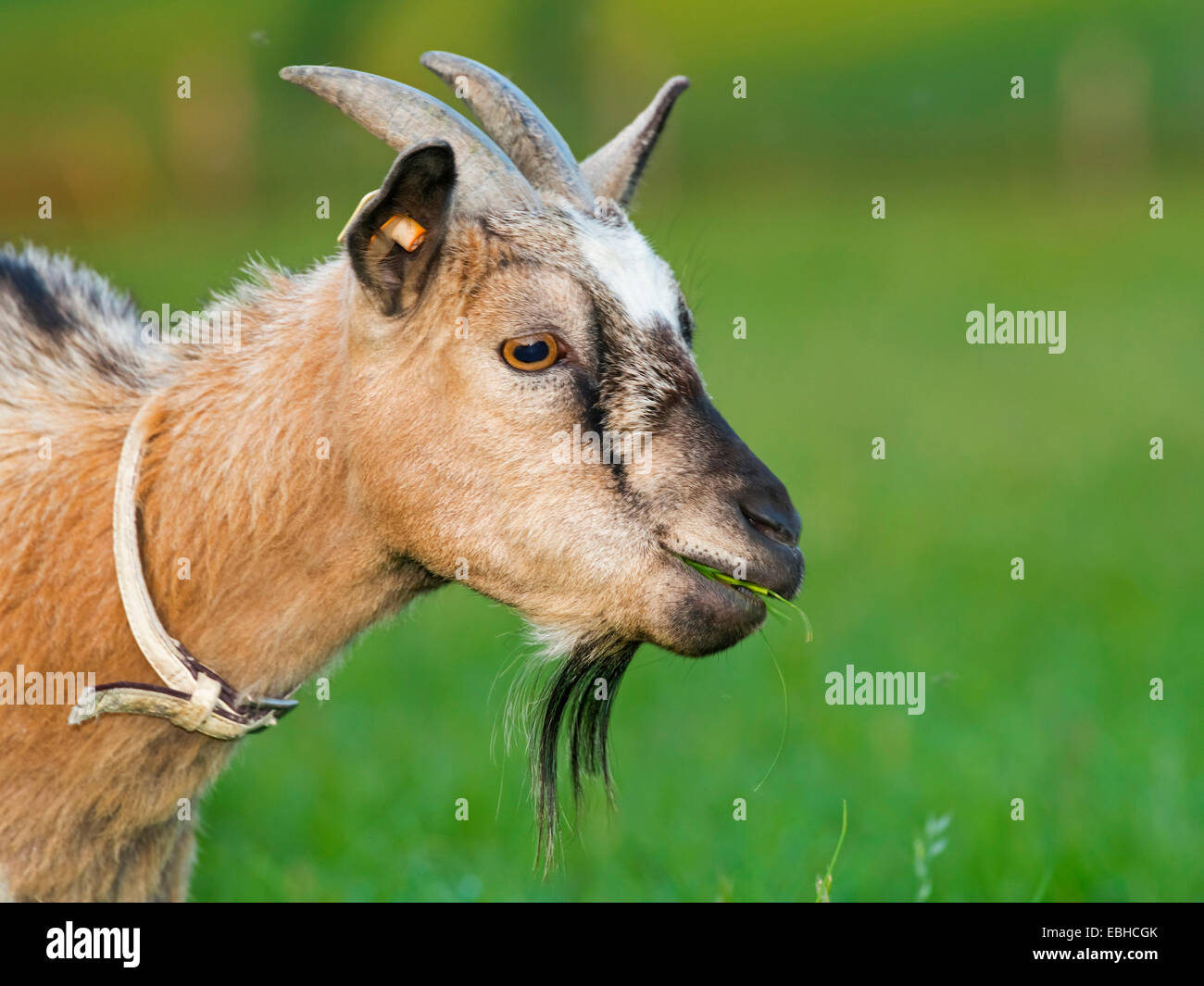 domestic goat (Capra hircus, Capra aegagrus f. hircus), portrait in ...