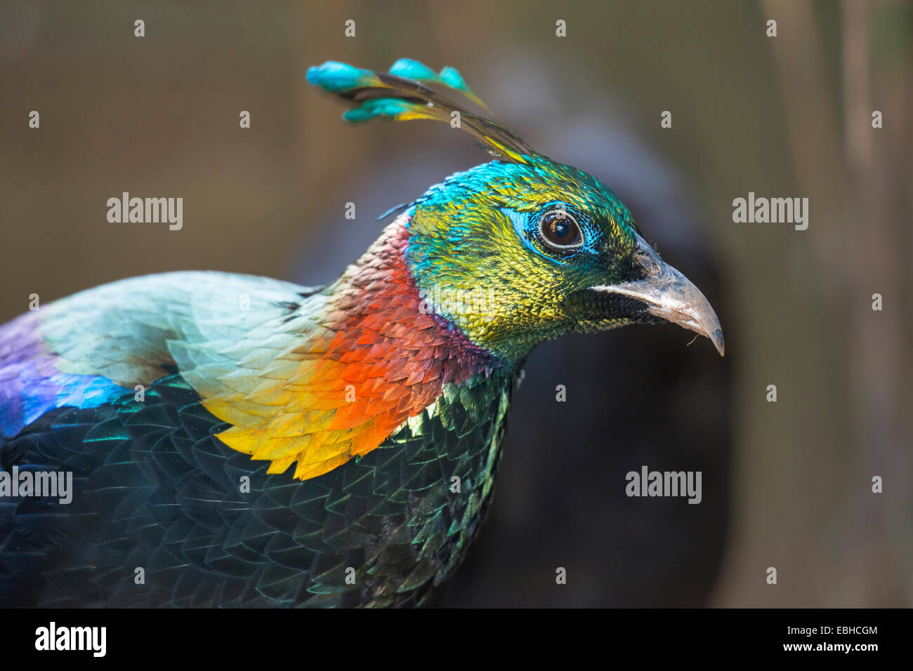 Himalayan Monal Pheasant (Lophophorus impejanus), portrait, Germany ...