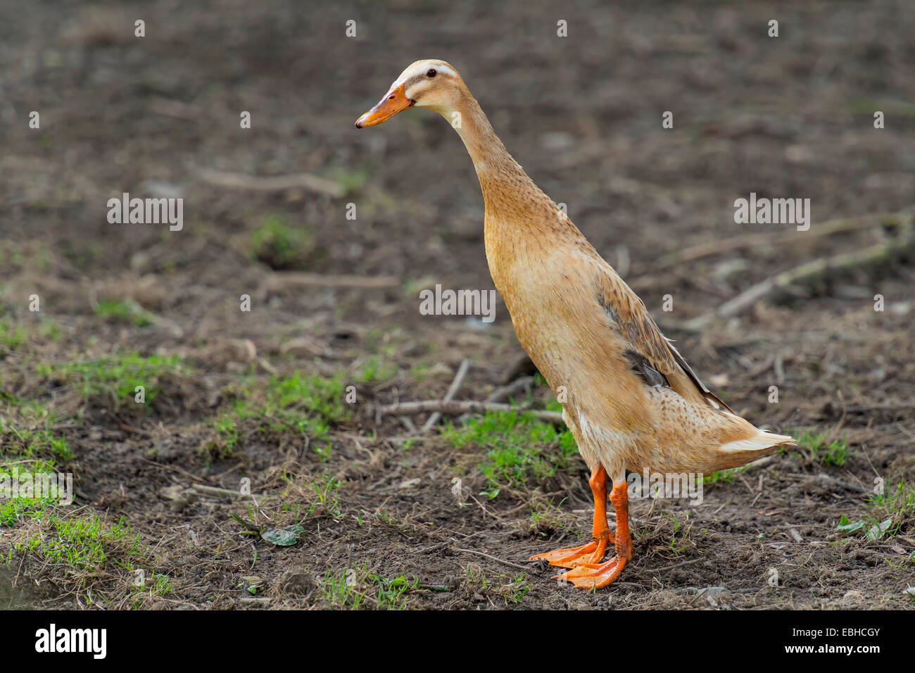 Duck in outdoor enclosure hi-res stock photography and images - Alamy