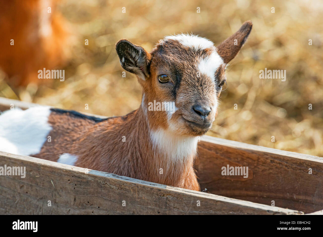 Hay racks hi-res stock photography and images - Alamy