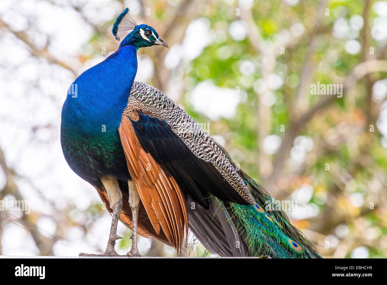 Common peafowl, Indian peafowl, blue peafowl (Pavo cristatus), peacock ...