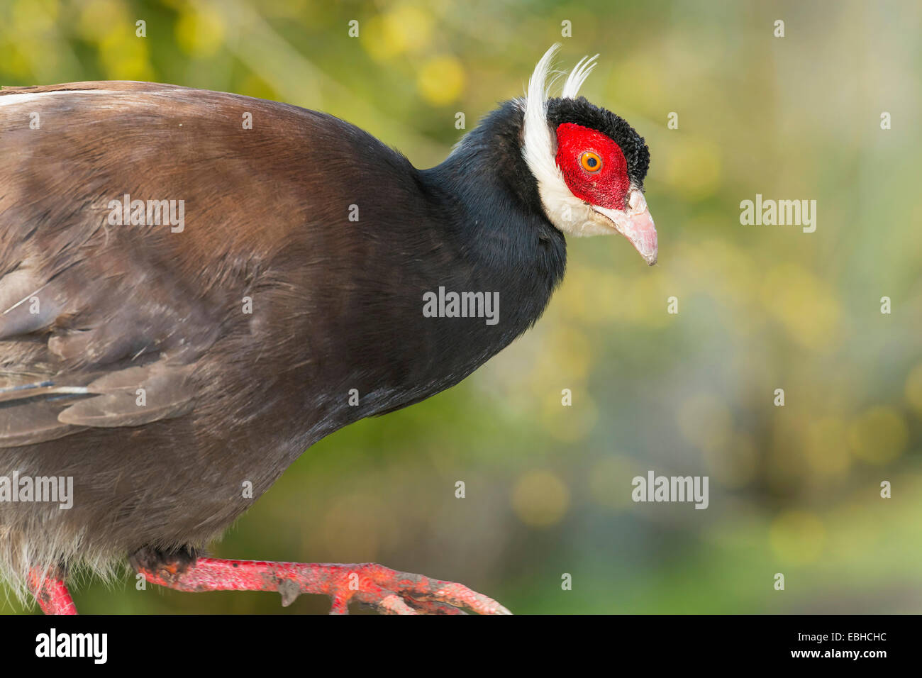 Tibetan eared pheasant (Crossoptilon harmani), portrait Stock Photo - Alamy