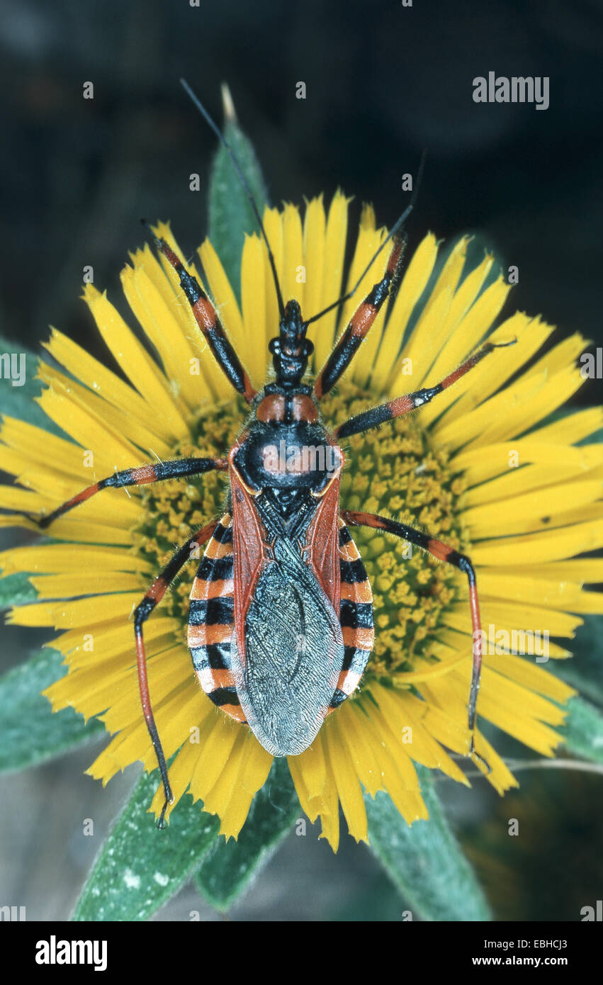 assassin bug (Rhinocoris cuspidatus Stock Photo - Alamy