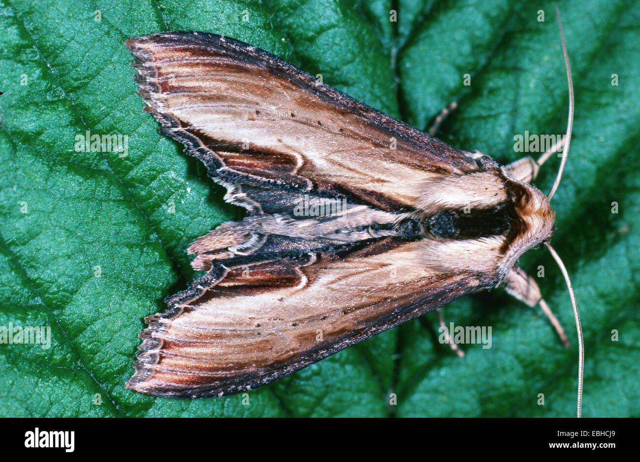 Butterfly or moth hi-res stock photography and images - Alamy
