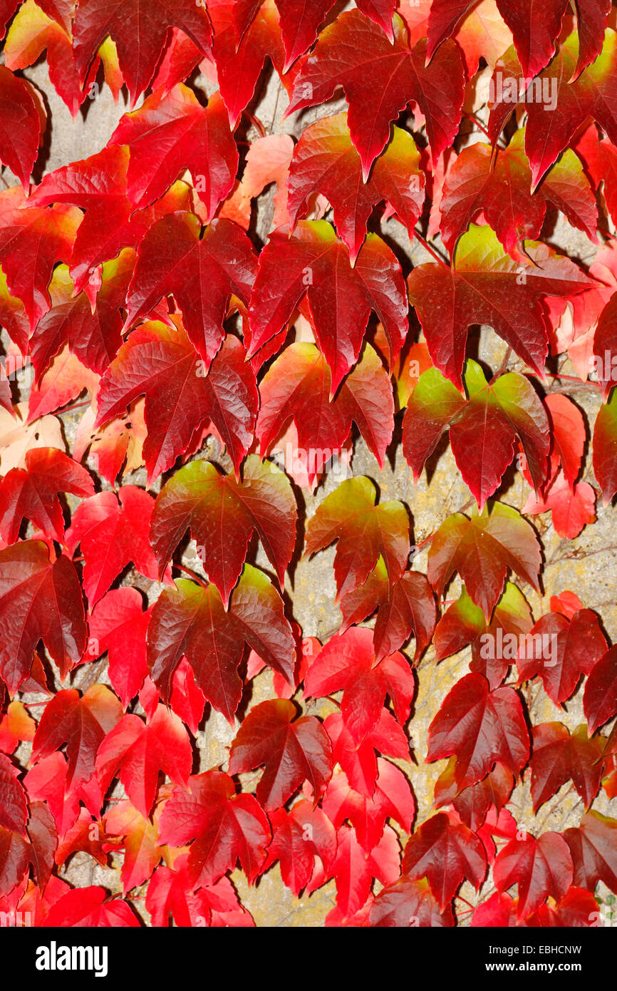 Boston ivy, Japanese creeper (Parthenocissus tricuspidata), with autumn ...