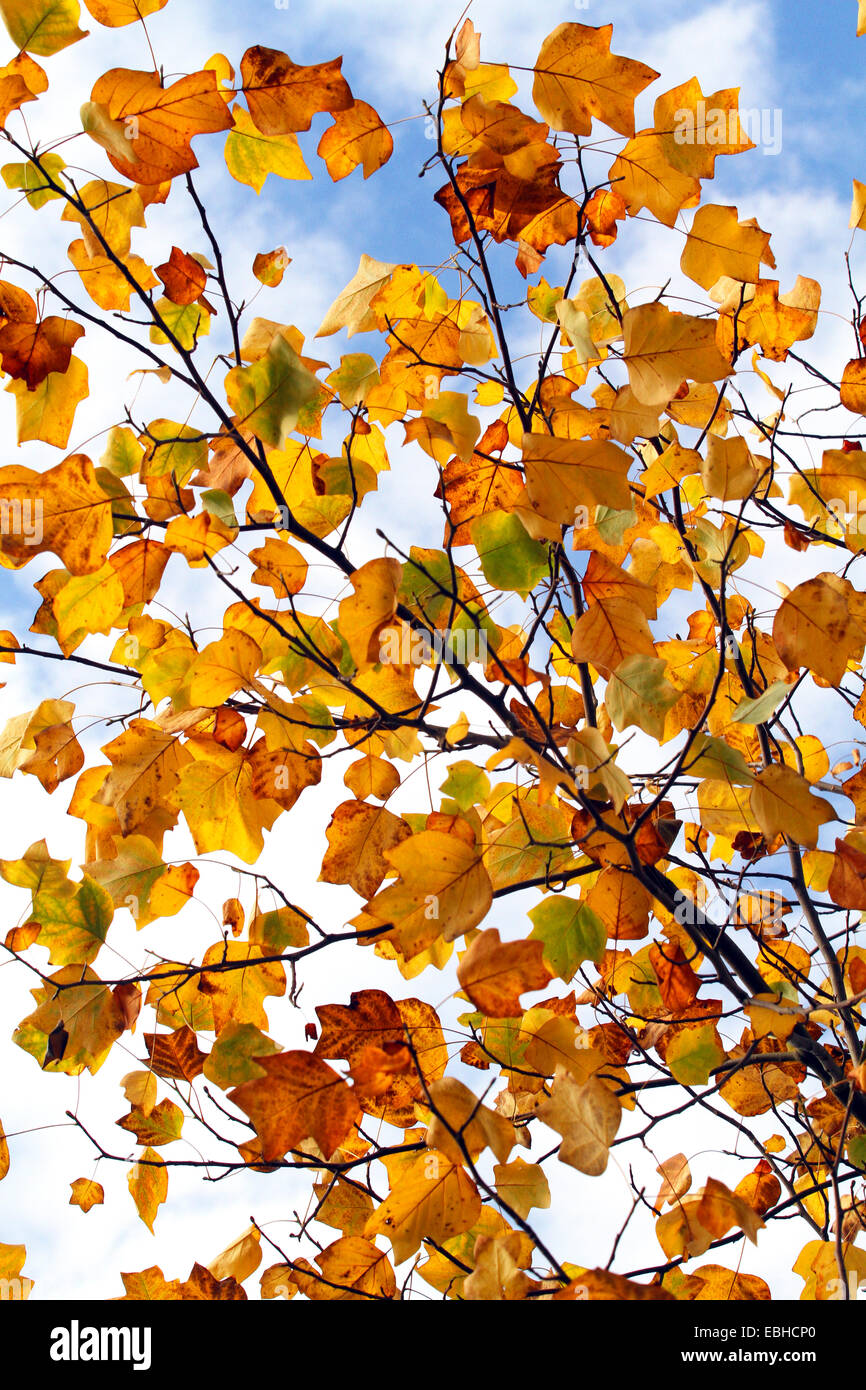 tulip tree (Liriodendron tulipifera), autumn leaves Stock Photo - Alamy