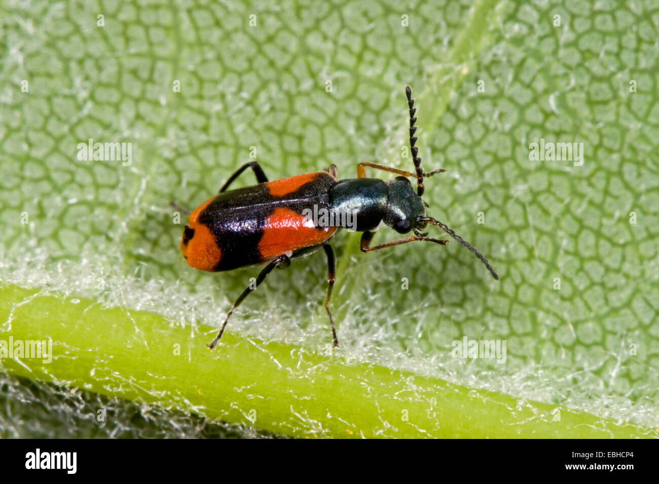 Soft-wing flower beetles (Anthocomus bipunctatus), on a leaf, Germany ...