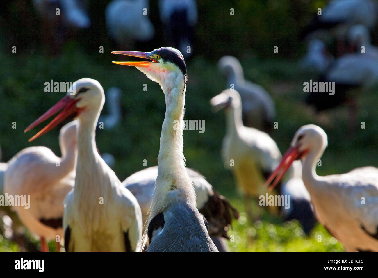 white stork (Ciconia ciconia), several storka and a crane, Germany ...