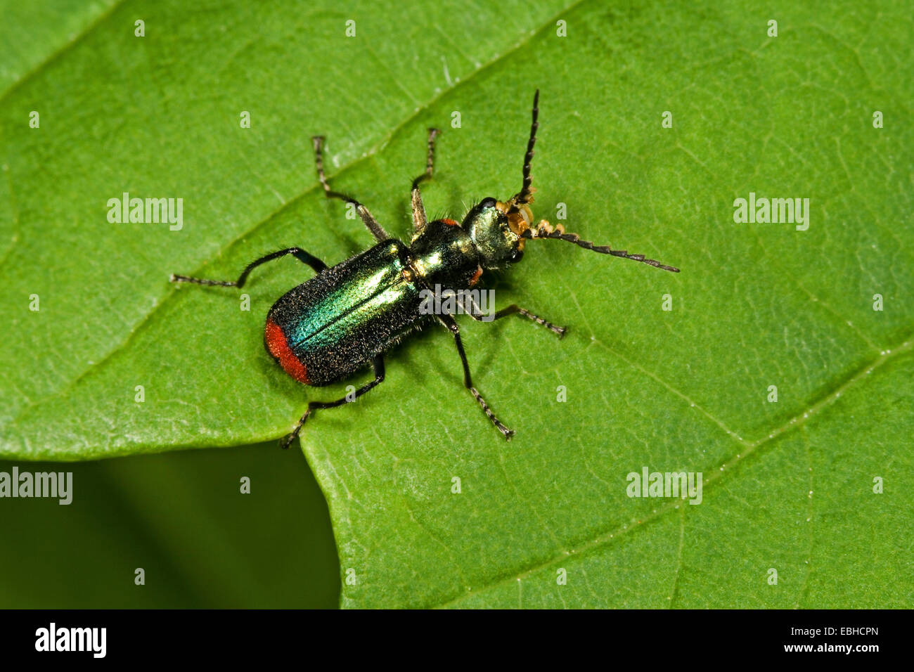Malachiid beetle hi-res stock photography and images - Alamy