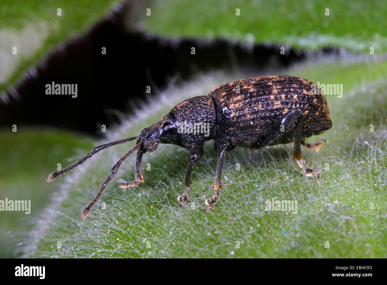 Vine Weevil Leaf High Resolution Stock Photography and Images - Alamy