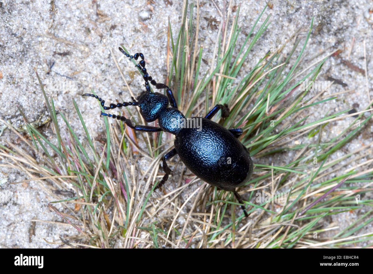 Oil beetle, Black oil beetle (Meloe proscarabaeus), male, Germany Stock ...