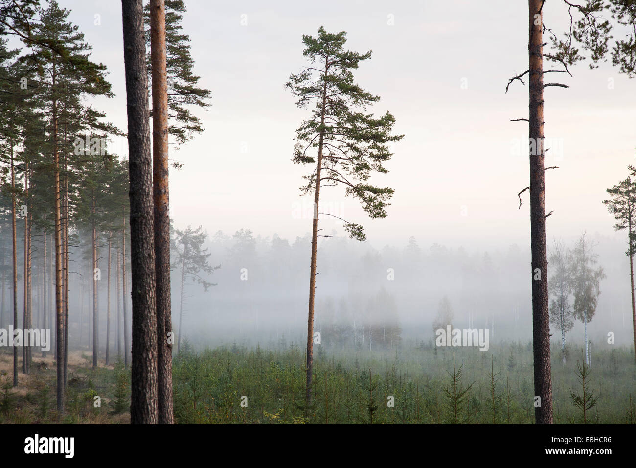 Mist type hi-res stock photography and images - Alamy