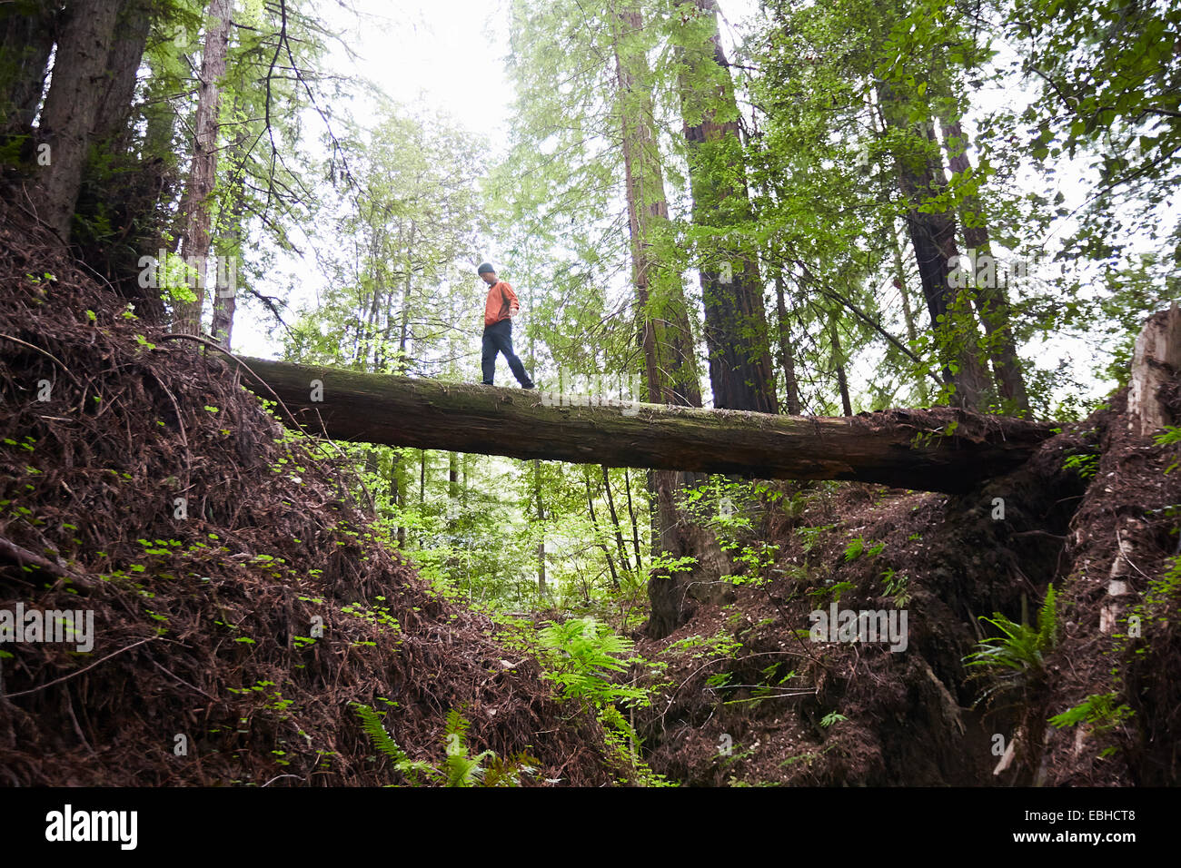 Man crossing fallen tree trunk, Humboldt Redwoods State Park ...