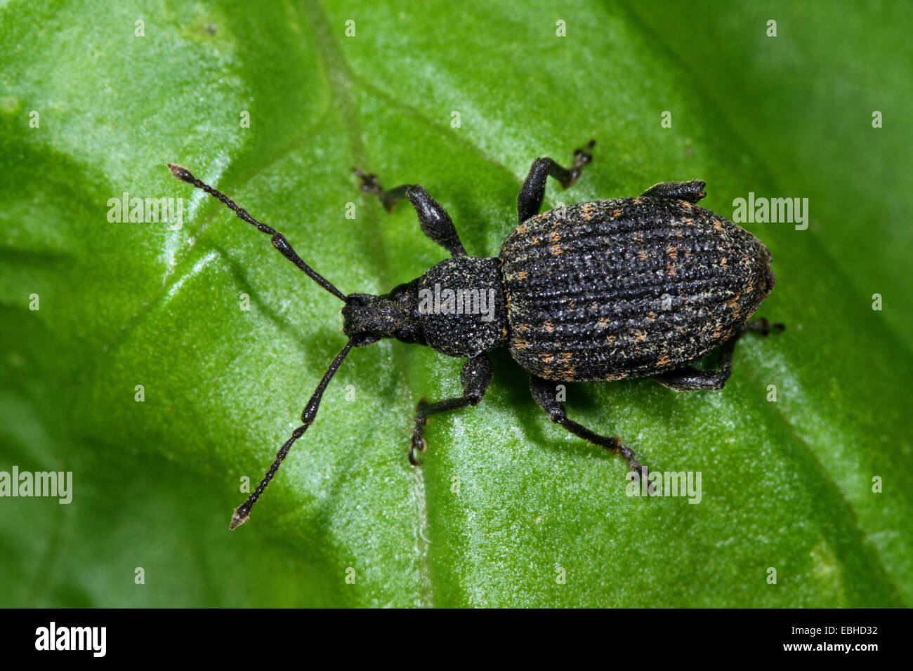 Cine weevil, Black vine weevil, European vine weevil (Otiorhynchus ...