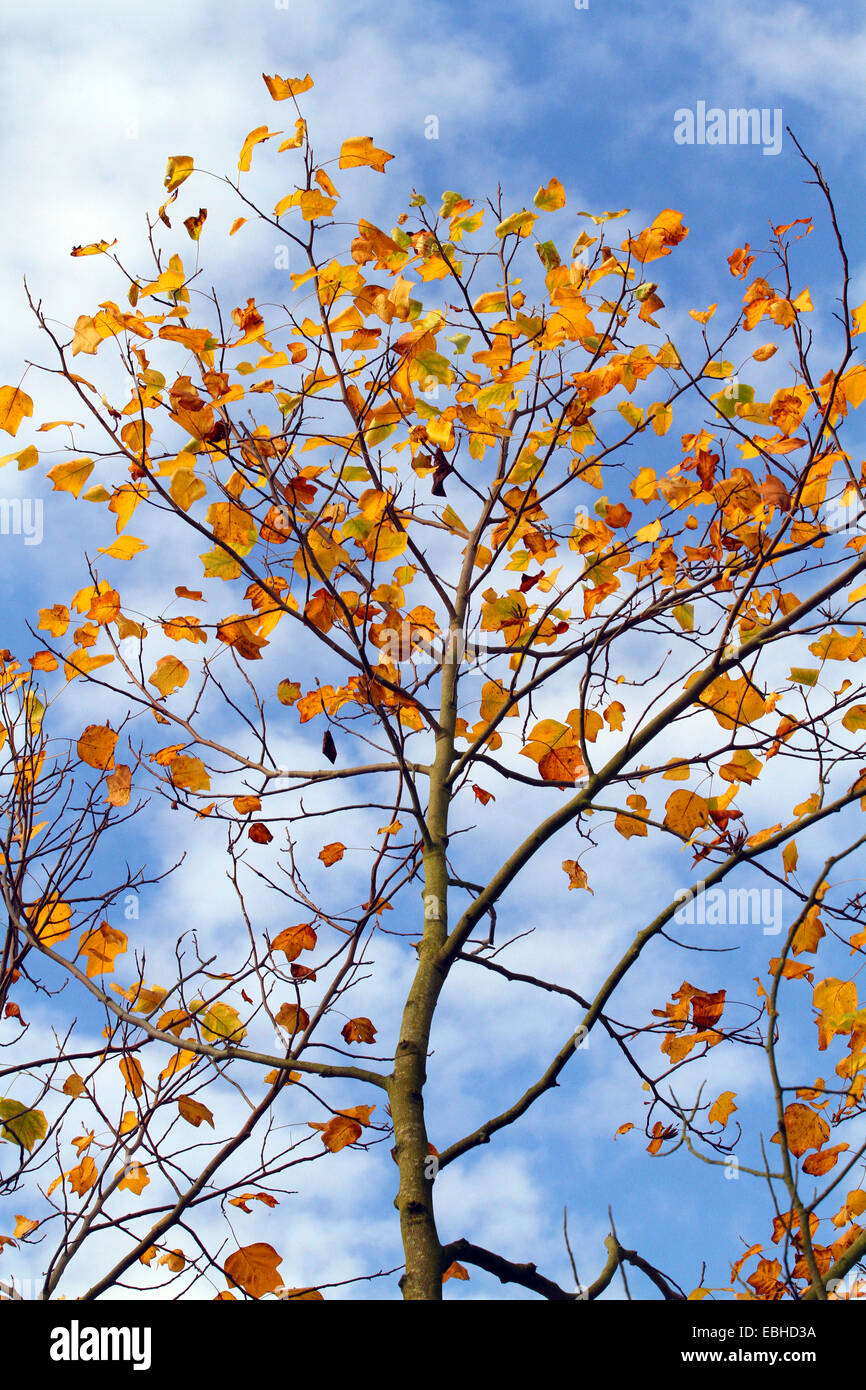 tulip tree (Liriodendron tulipifera), autumn leaves Stock Photo - Alamy