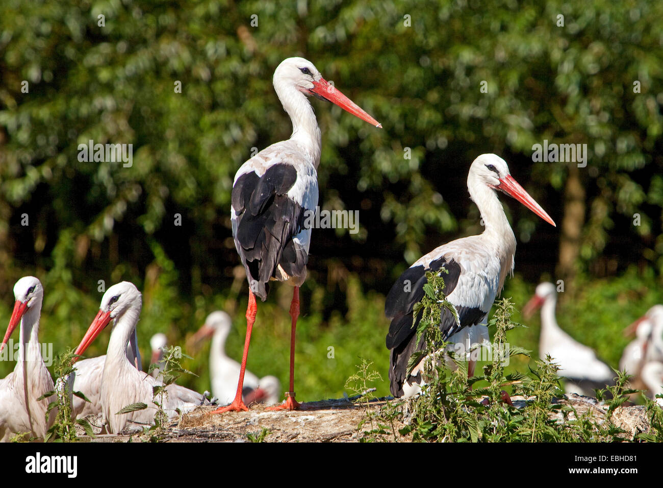 white stork (Ciconia ciconia), several storks in a meadow, Germany ...