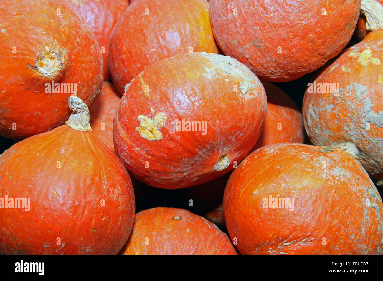 marrow, field pumpkin (Cucurbita maxima), Hokkaido pumpkins Stock Photo ...